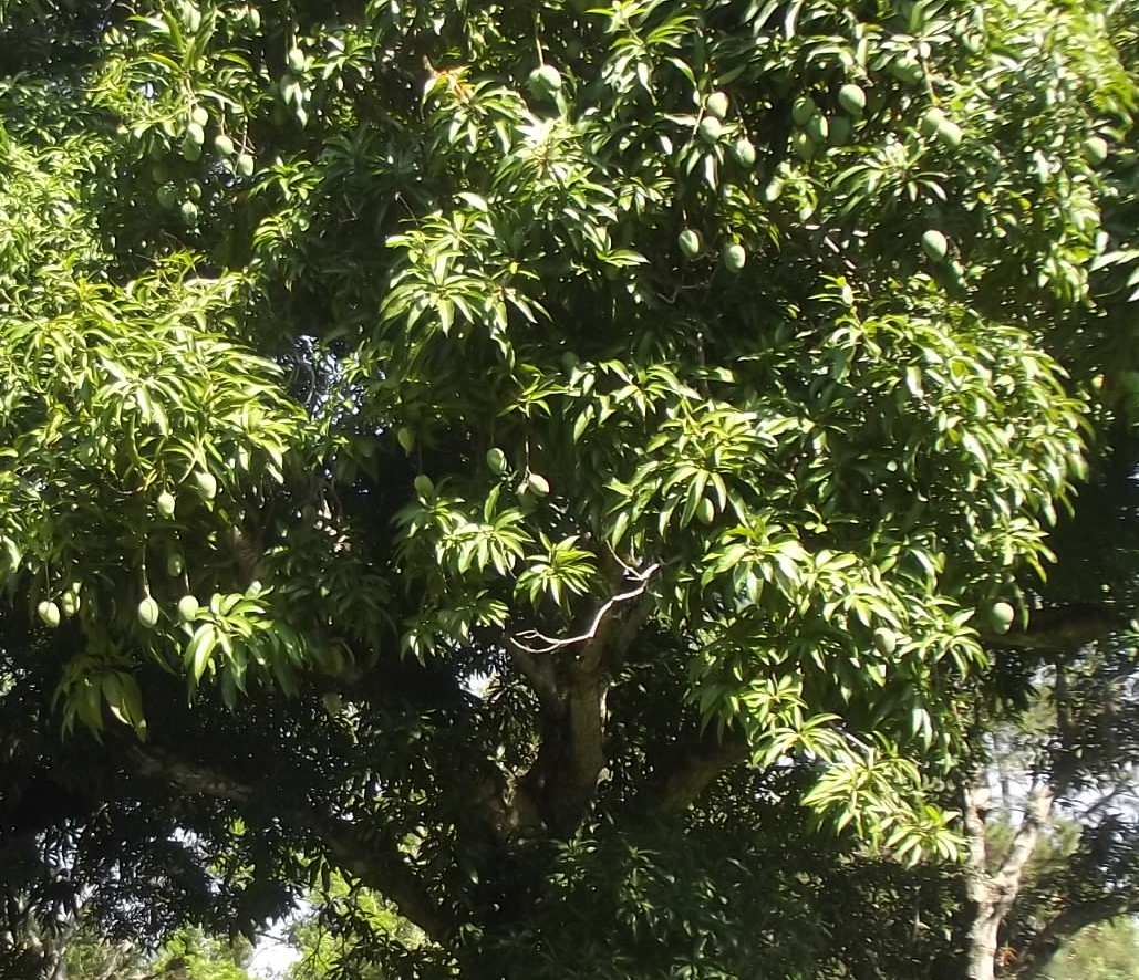 Thede Connection- HAITI/Zambia: 2nd tree planting at Helping Haitian Angels