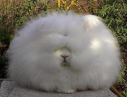 The Sheppard Family~Living and Loving Haiti : Something Fluffy.....