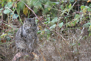 The Feral Life #Compassion Cats: The Invisible Cat