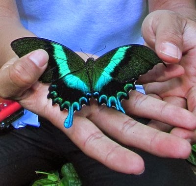 Svijet oko nas: Indonezijski leptir zeleni lastin rep (Papilio blumei)