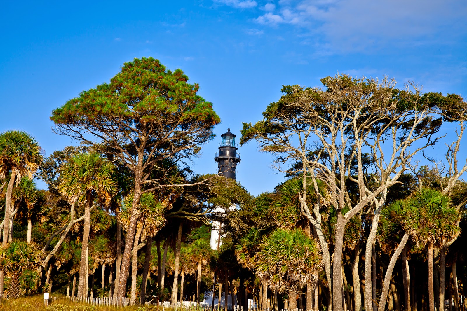 Lincoln's Domain: Hunting Island State Park, South Carolina
