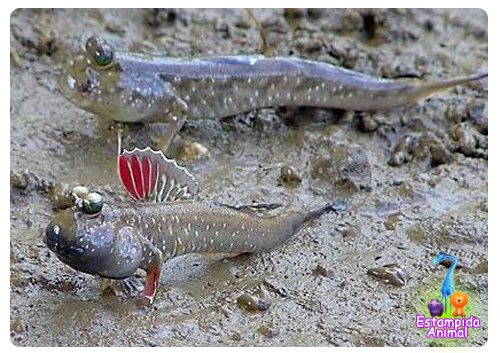 . Estampida Animal .: Peces del fango