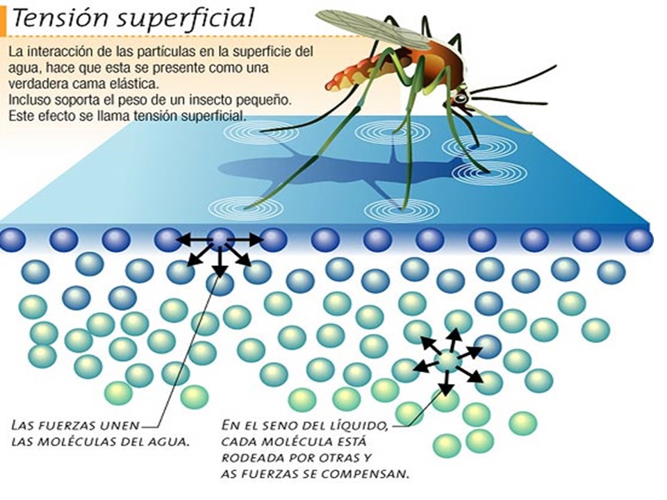 Física: Presentación Cohesión, Adherencia y Capilaridad