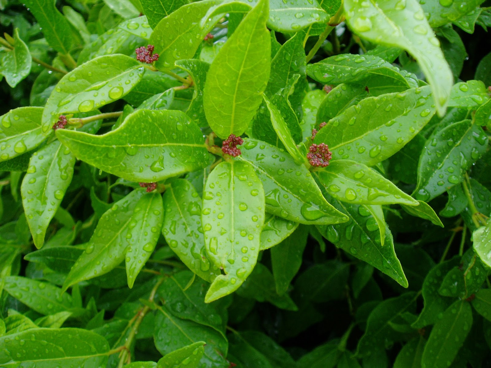 DURILLO: Viburnum tinus | Plantas rioMoros