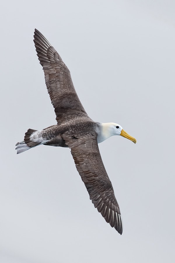 Wildlife Photos: Waved Albatross Standing in Flight at Punta Suarez ...
