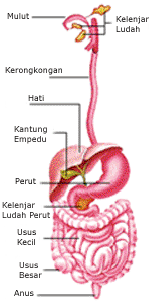 E-learning SDN 01 Klunjukan: ALAT PENCERNAAN MANUSIA