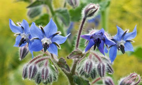 Kecil tapi menawan - Biru si bunga Borage. ~ Kebun belakang rumah