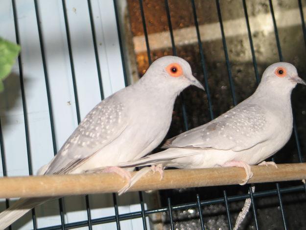 White Tail Dove For Sale In Karachi - Pets For Sale In Pakistan