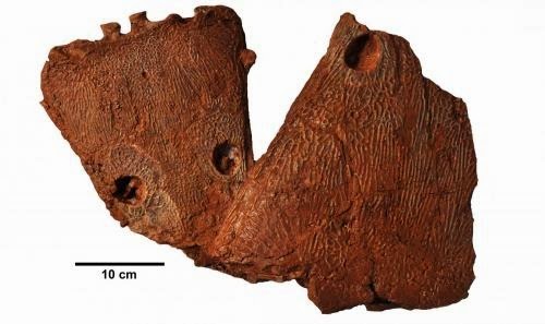 Prehistoric Beast of the Week: Metoposaurus: Prehisroric Animal of the Week