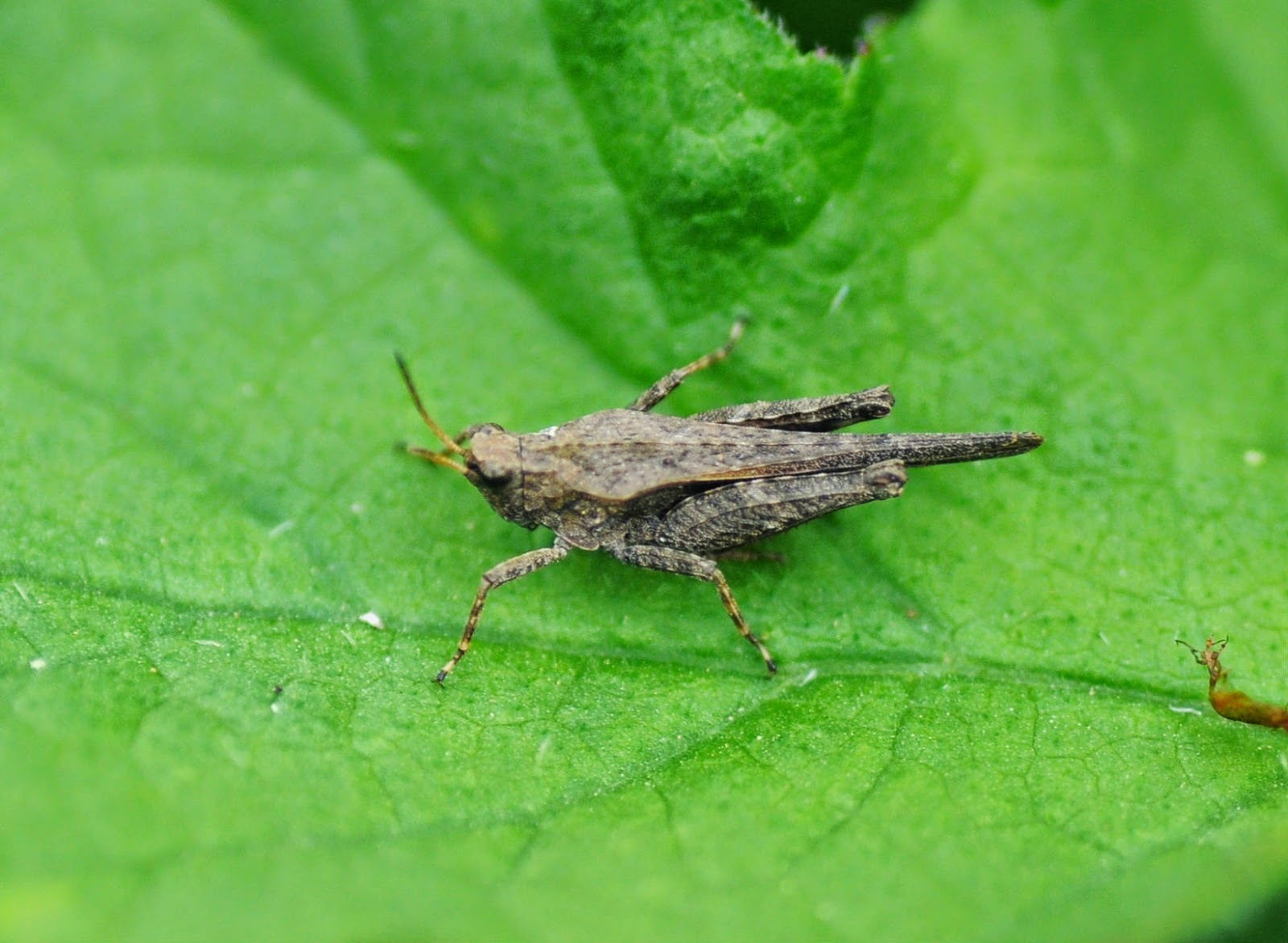 Bill's Birding: Slender Groundhopper