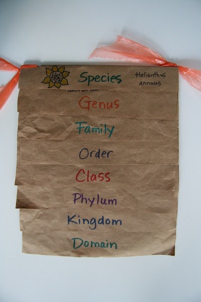 susangaylord.com: Taxonomy Step Book