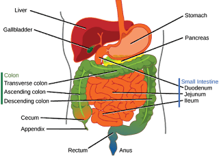 Bagian-bagian Sistem Pencernaan, Proses dan Enzim Pencernaan | Article News