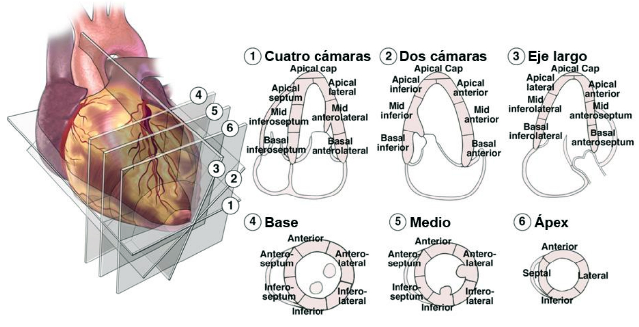 ICC: 2. Anatomía y Segmentación: