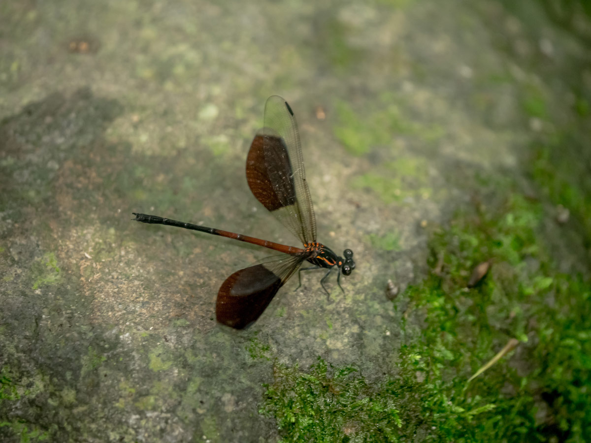 tower record: 今年河邊的短腹幽蟌 Euphaea formosa Hagen (Damsel-fly, Taiwan Only)