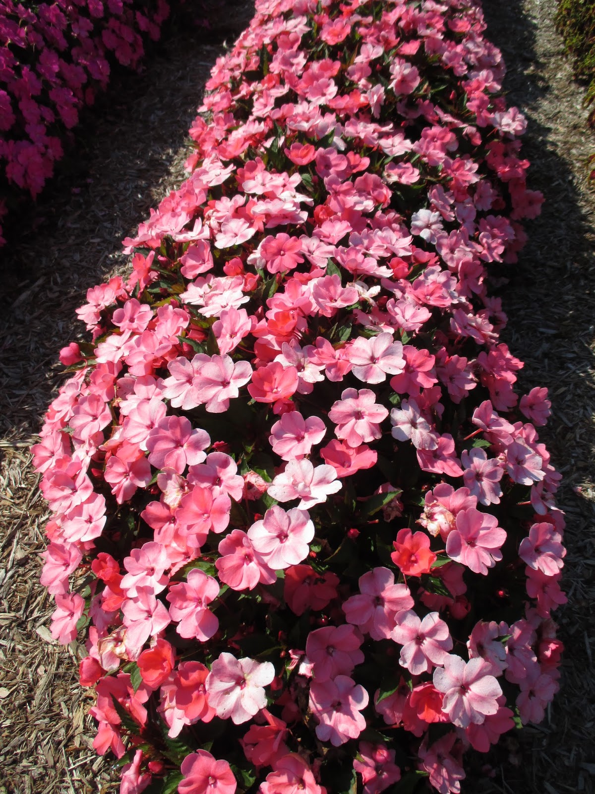 SunPatiens - The Real Deal - Rotary Botanical Gardens