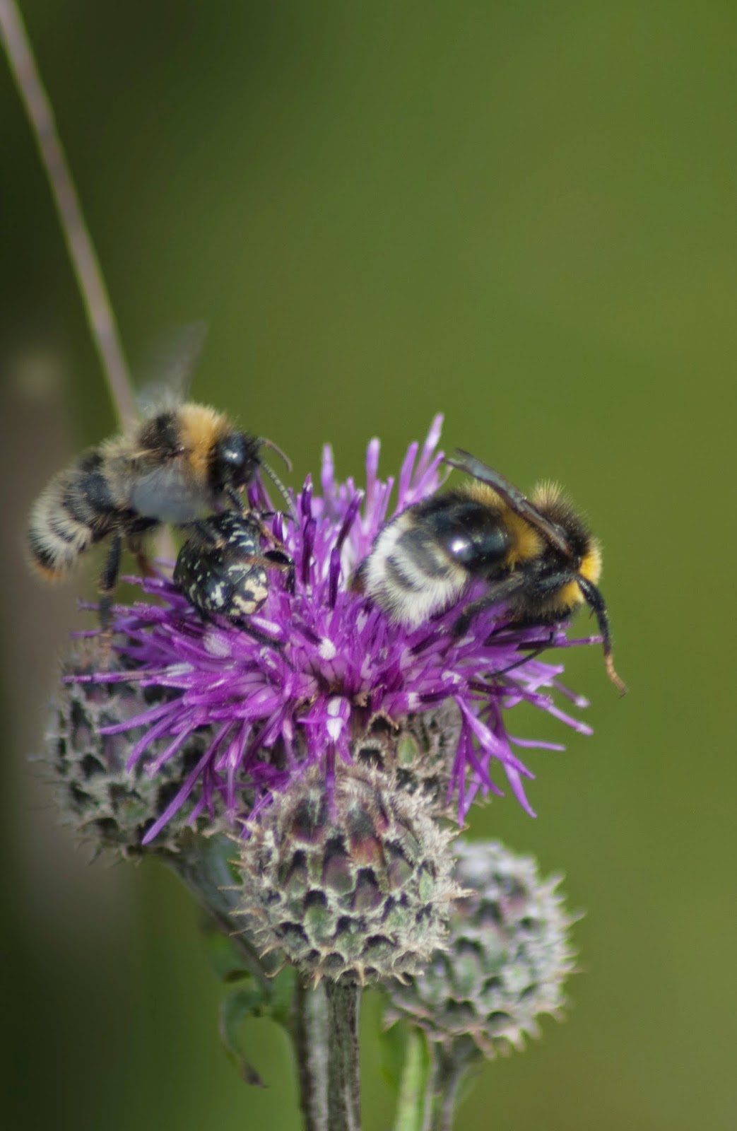 Eve Saar Photo: Vormsil/ in Vormsi (a small island in the West Estonia ...