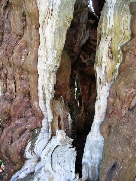 Issa's Untidy Hut: The Hollow Tree: Bowie, Glück, & Bly