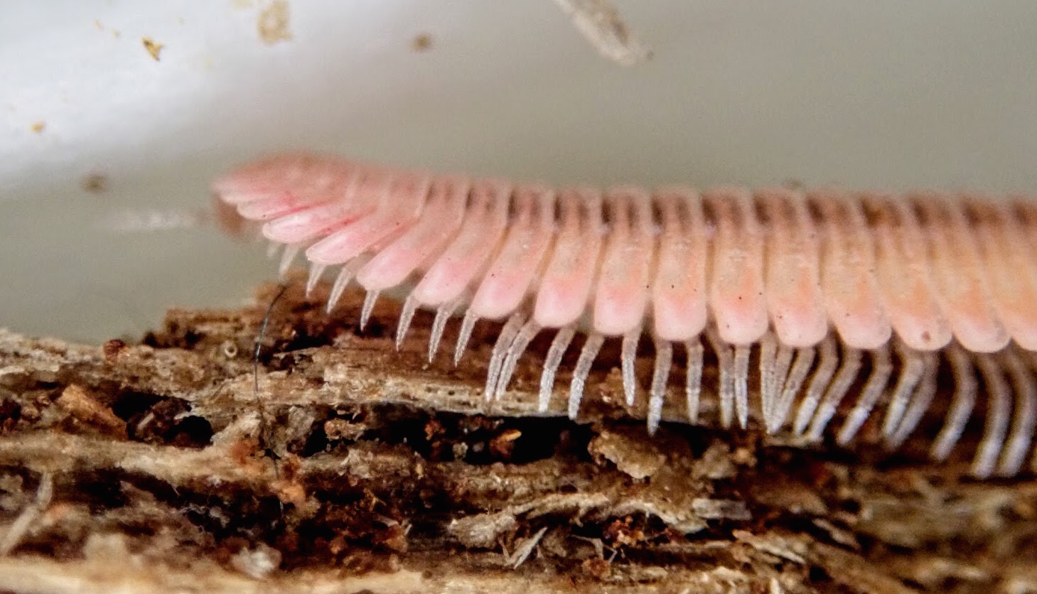 Springfield Plateau: Pink Millipede
