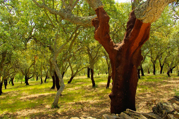PROYECTO ORQUÍDEA: El Alcornoque, declarado Árbol Nacional de Portugal
