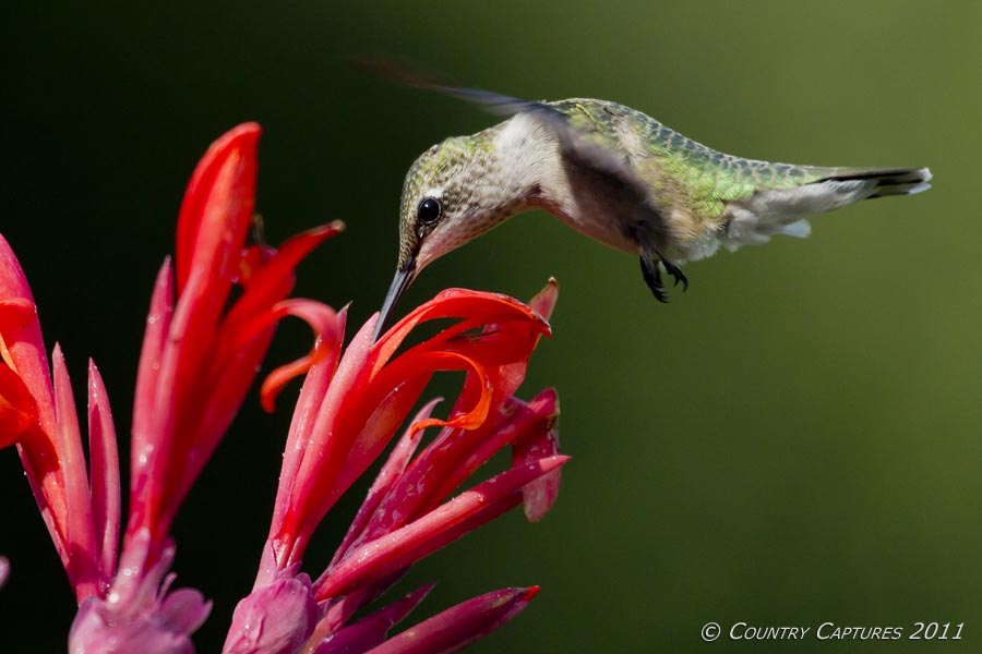 Country Captures: Hummingbird Photos: How its Done
