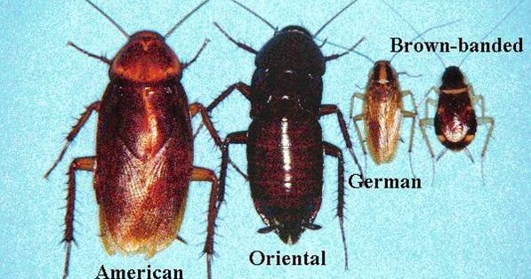 ORDEM BLATTODEA ~ E N T O M O L O G I A E M F O C O