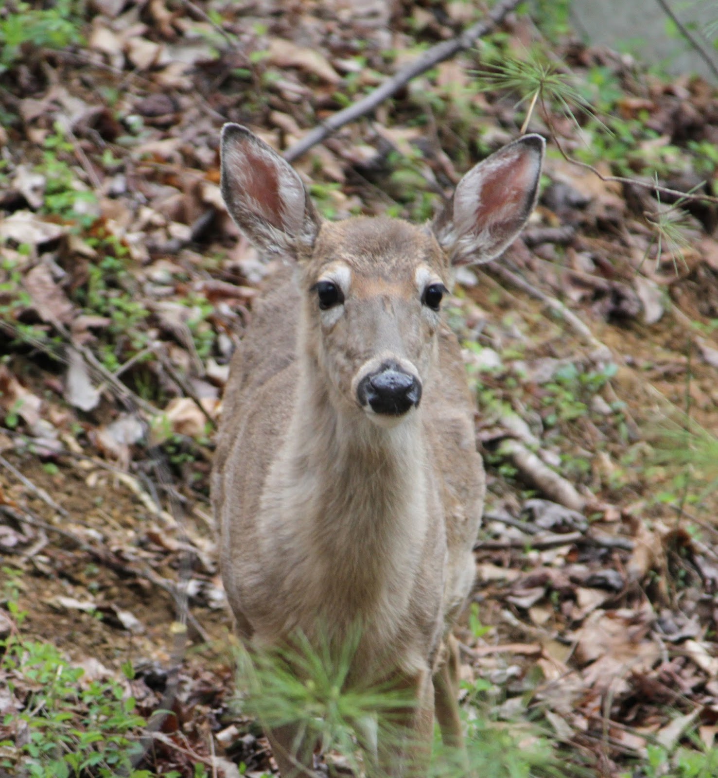 The Magic, Miracles and Joy of an Artist: Spring Deer Sightings