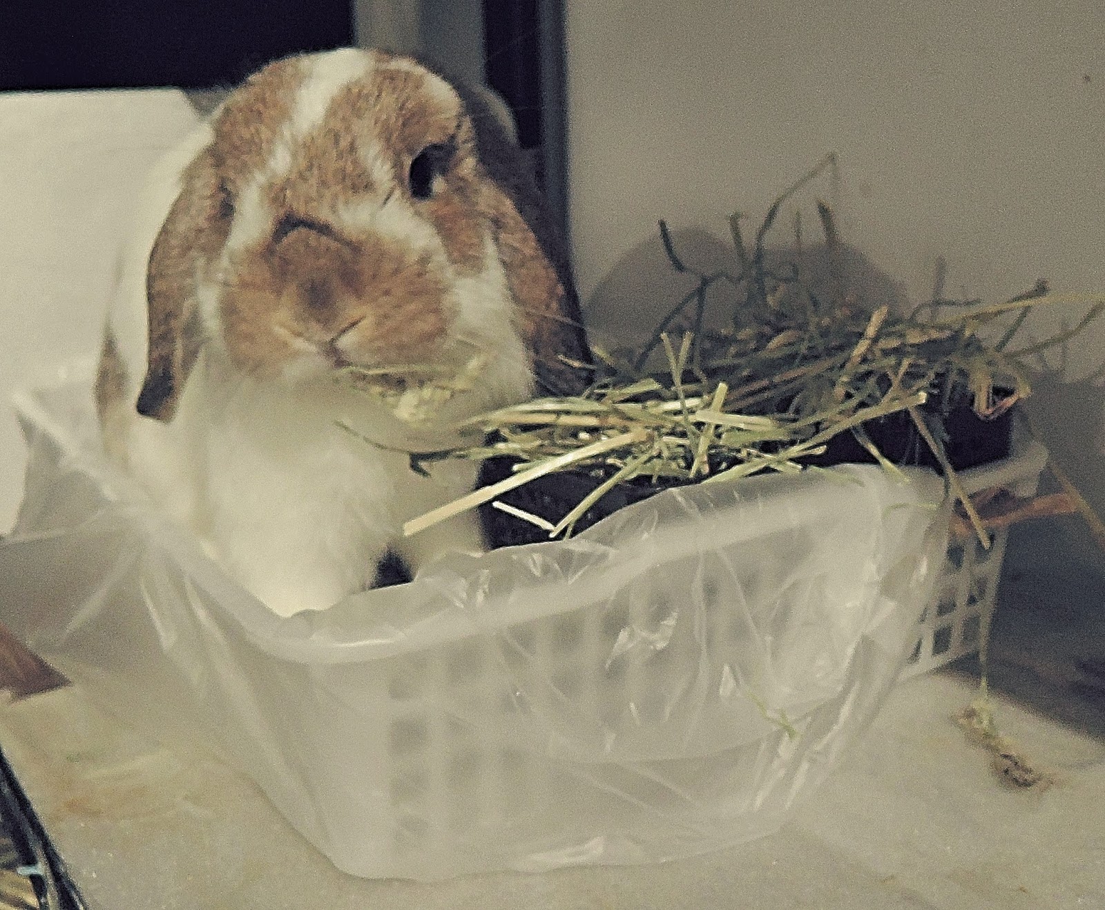 Rabbit Care: Toilet/Litter Training Your Rabbit | WHIMSICAL MUSICAL