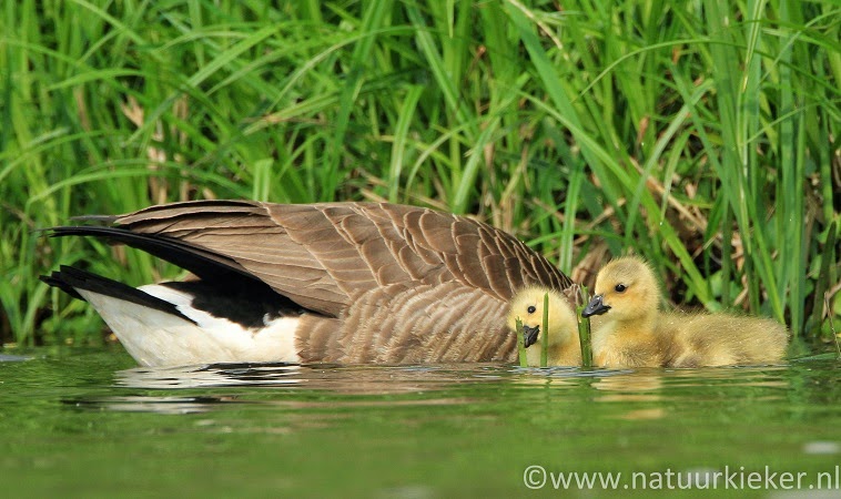 Jonge gansjes omdat het zo leuk is...