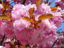 May Flowers, Flowers in Season May, Plants Flowering in May