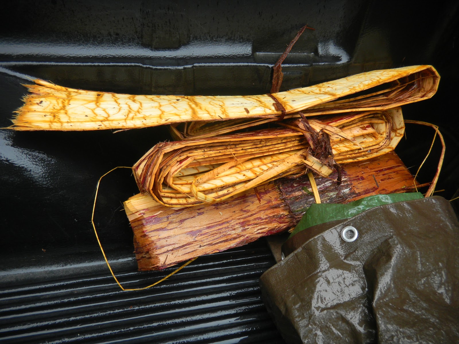 Giihlgiigaa - Haida Weaver: How to harvest Cedar Bark