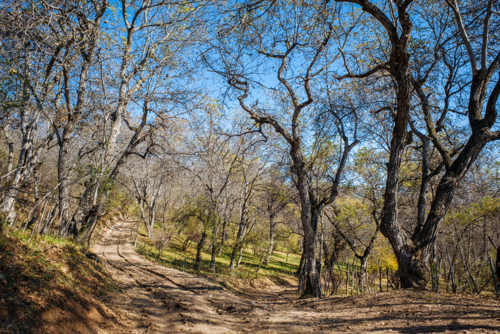 The Walnut Grove of Arslanbob | Amusing Planet