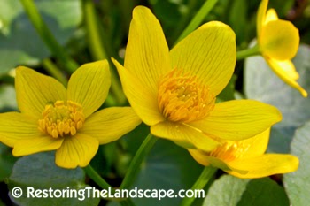 Restoring The Landscape With Native Plants: Native Plant of the Week ...