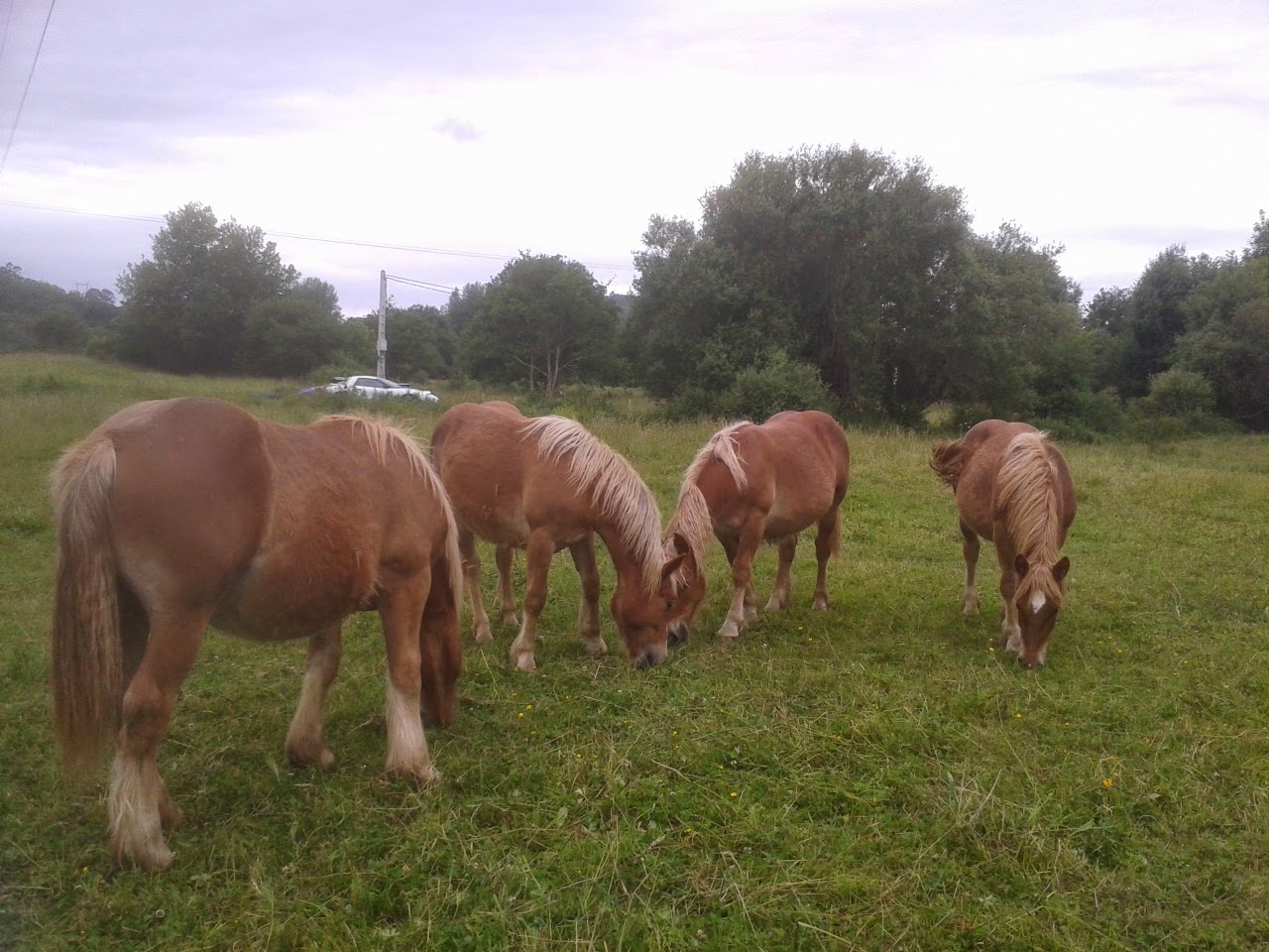 Euskal Herriko Mendiko Zaldia: POTRAS BURGUETE CON CARTA