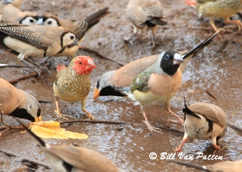 Australian Star Finches Pics and Informations & Wallpapers | World ...