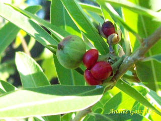 Argentina nativa: Curupí (Sapium haematospermum)