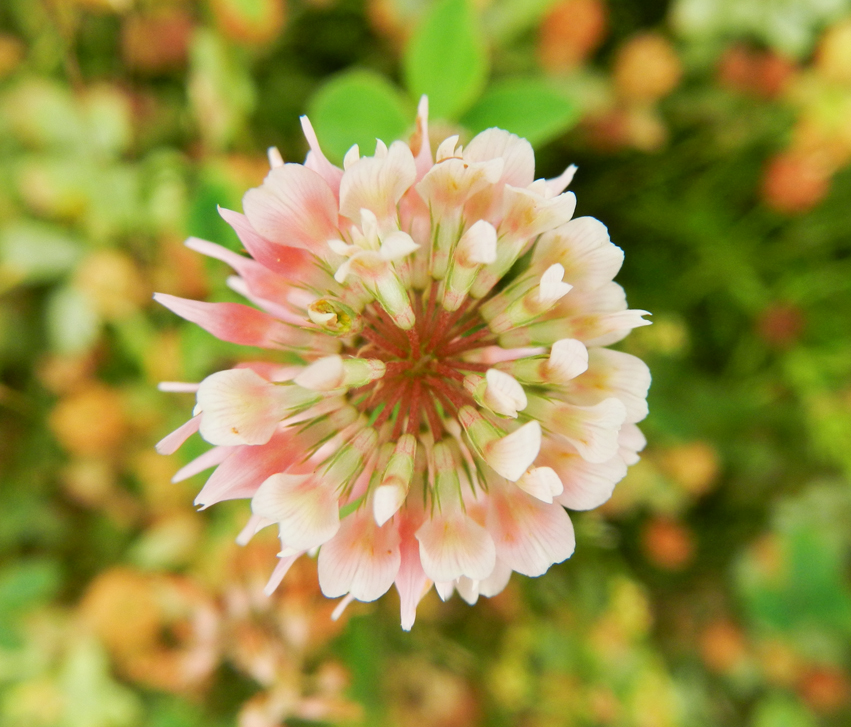 patternpatisserie: The Humble Flowers of Blueberry Hill