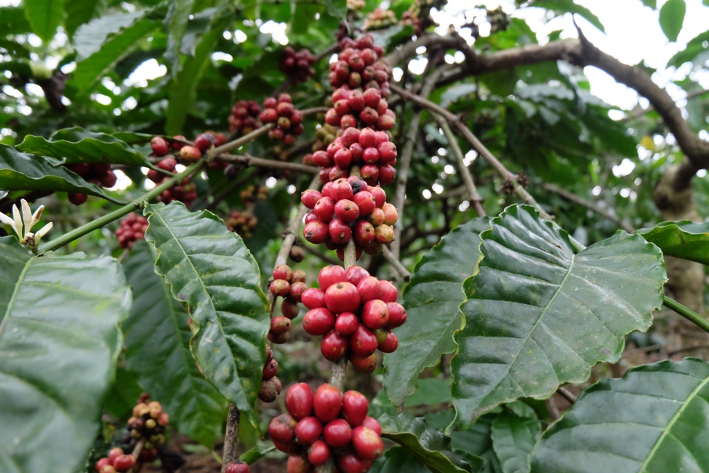 Ide 33+ Gambar Perkebunan Kopi