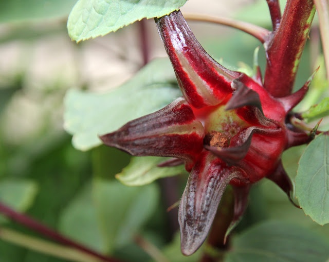 Click! Snap! Shot!: Ribena plant