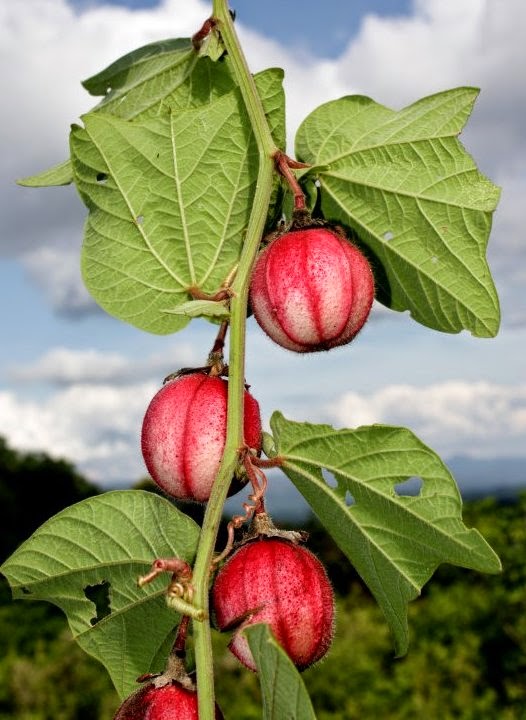 Flora de Puerto Rico Ilustrada Papo Vives: PASSIFLORACEAE PASSIFLORA ...