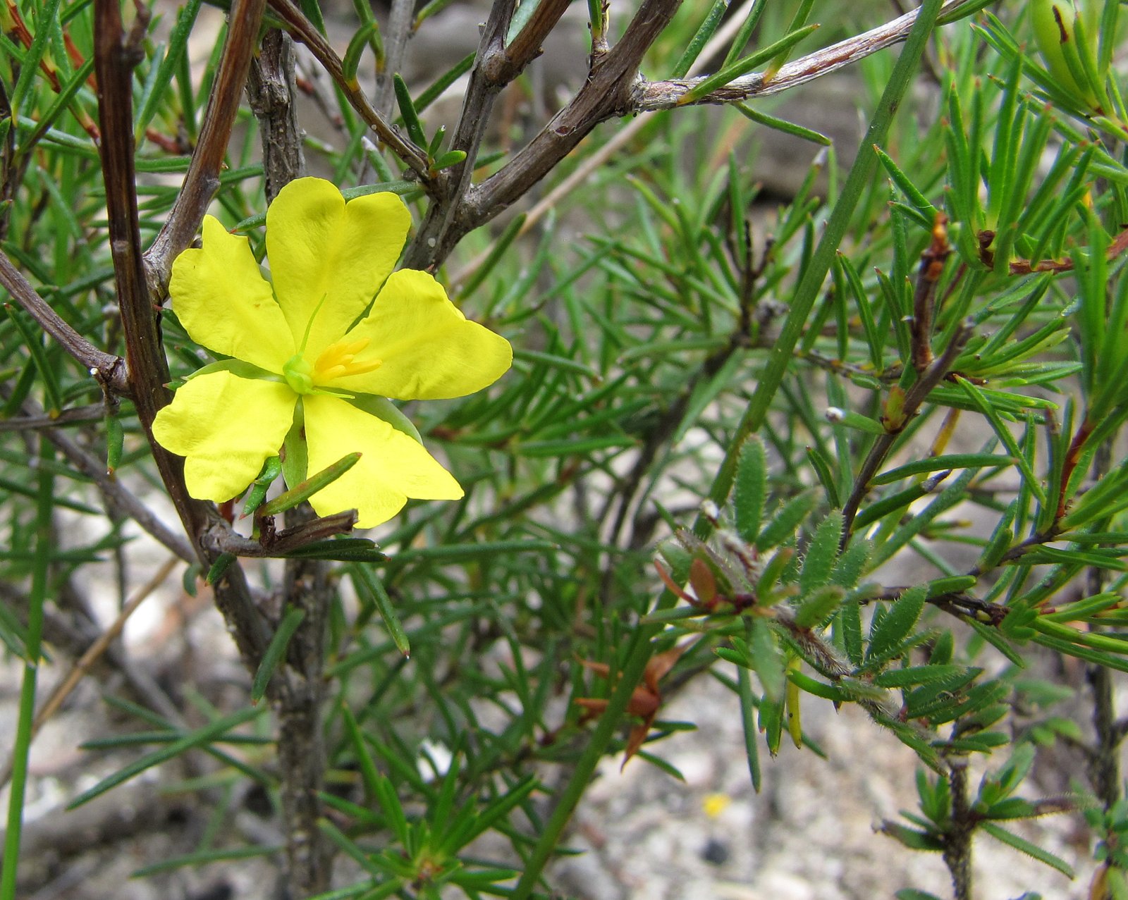 Sydney's Wildflowers and Native Plants: Hibbertia riparia - Erect ...