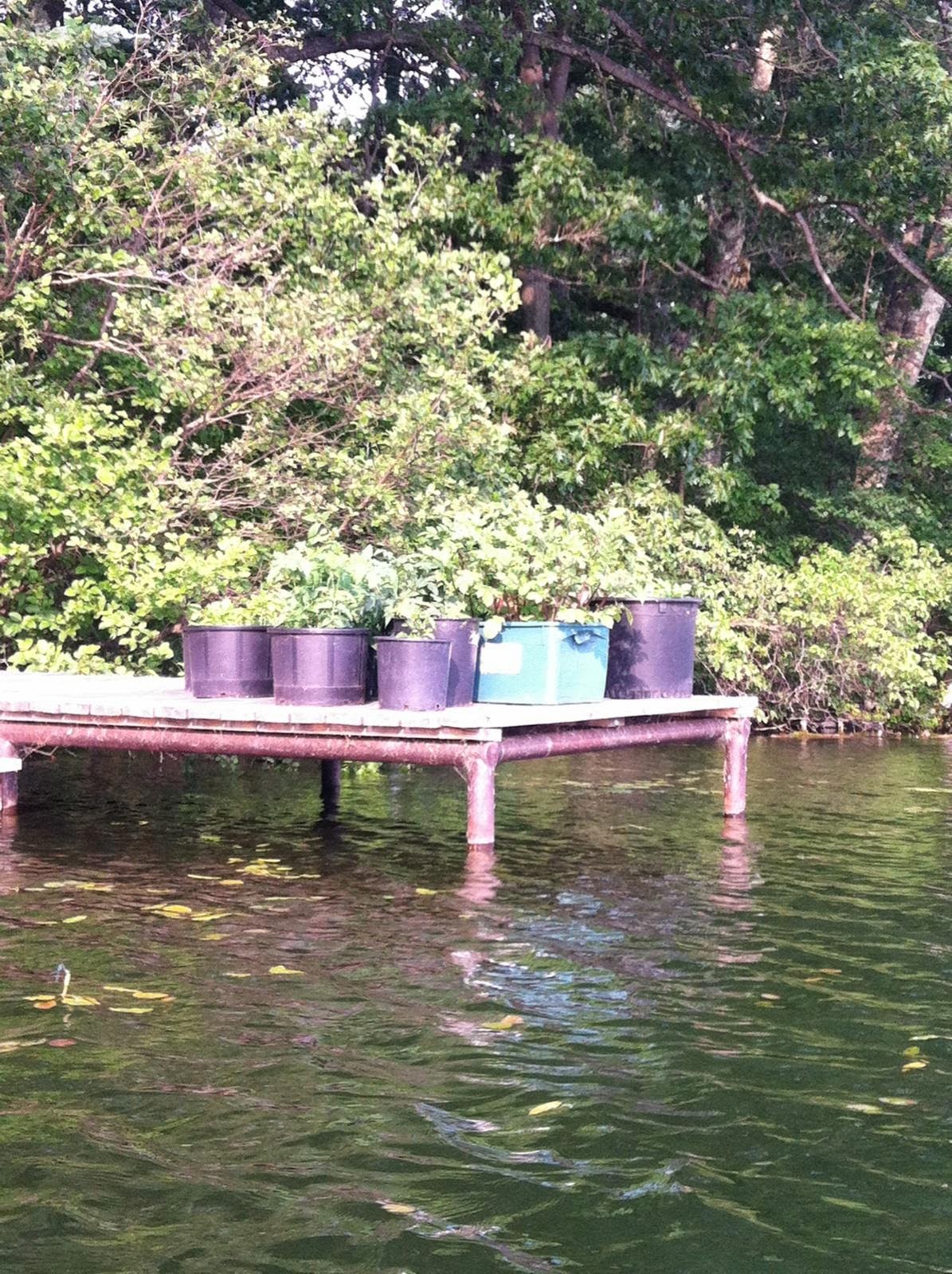 The Fairy Chasm Gardener: Random Garden Stuff