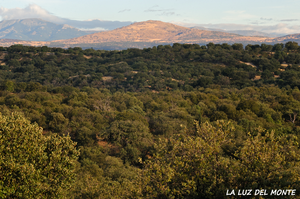 la luz del monte: EL FINAL DEL VERANO EN EL MONTE MEDITERRÁNEO DEL ...