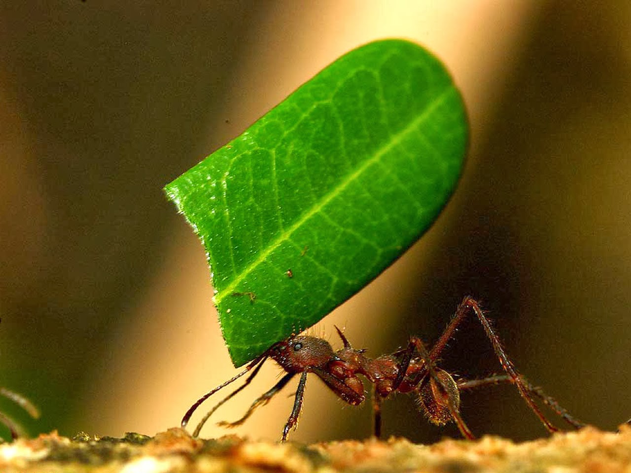 De um Tudo ' : Curiosidades sobre as formigas