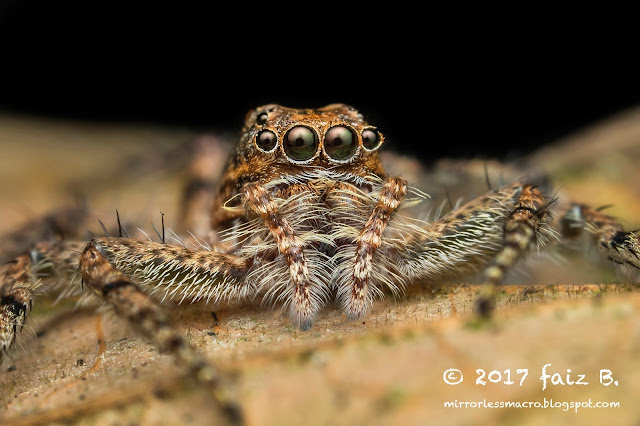 Mirrorless Macro Photography: Selection of Spiders from 2017!