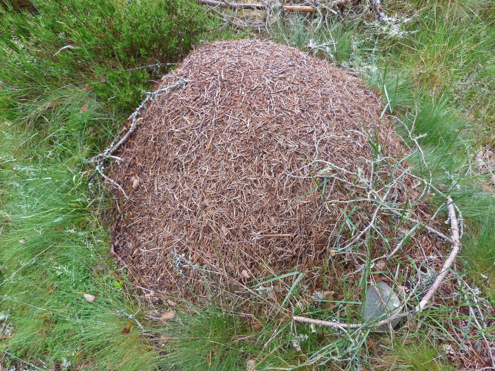 Insects of Scotland: Bees/Wasps/Ichneumons/Sawflies/Ants