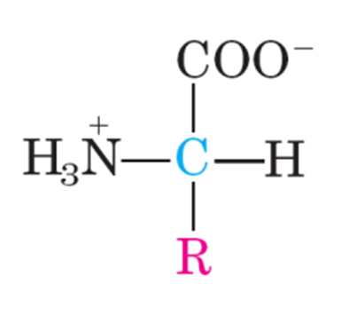 Struktur dan Fungsi Protein - Generasi Biologi