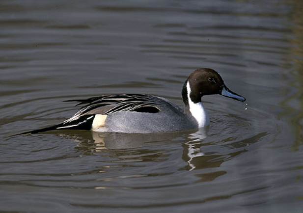 El Cajón del Maestro: Ánade rabudo.