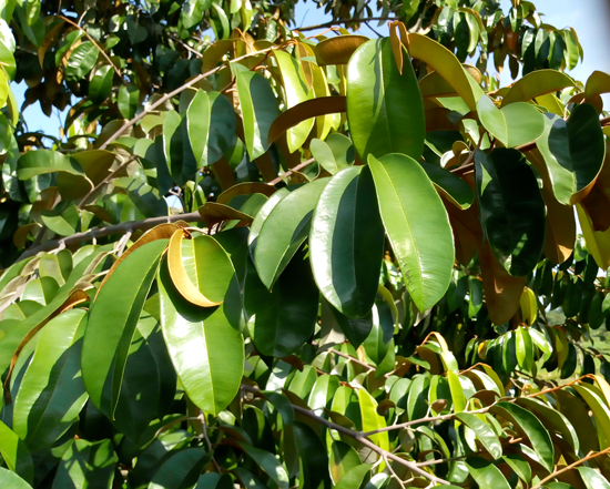 Kaimito Growing and Benefits