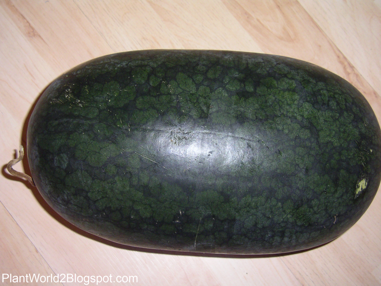 Plant World: Plant World:Watermelon