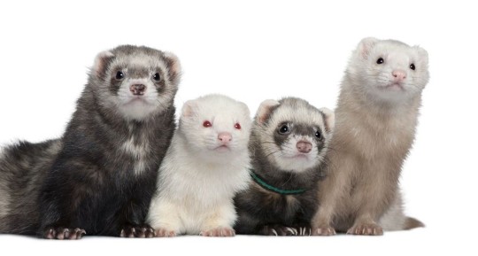 Every Day Is Special: April 2 – National Ferret Day